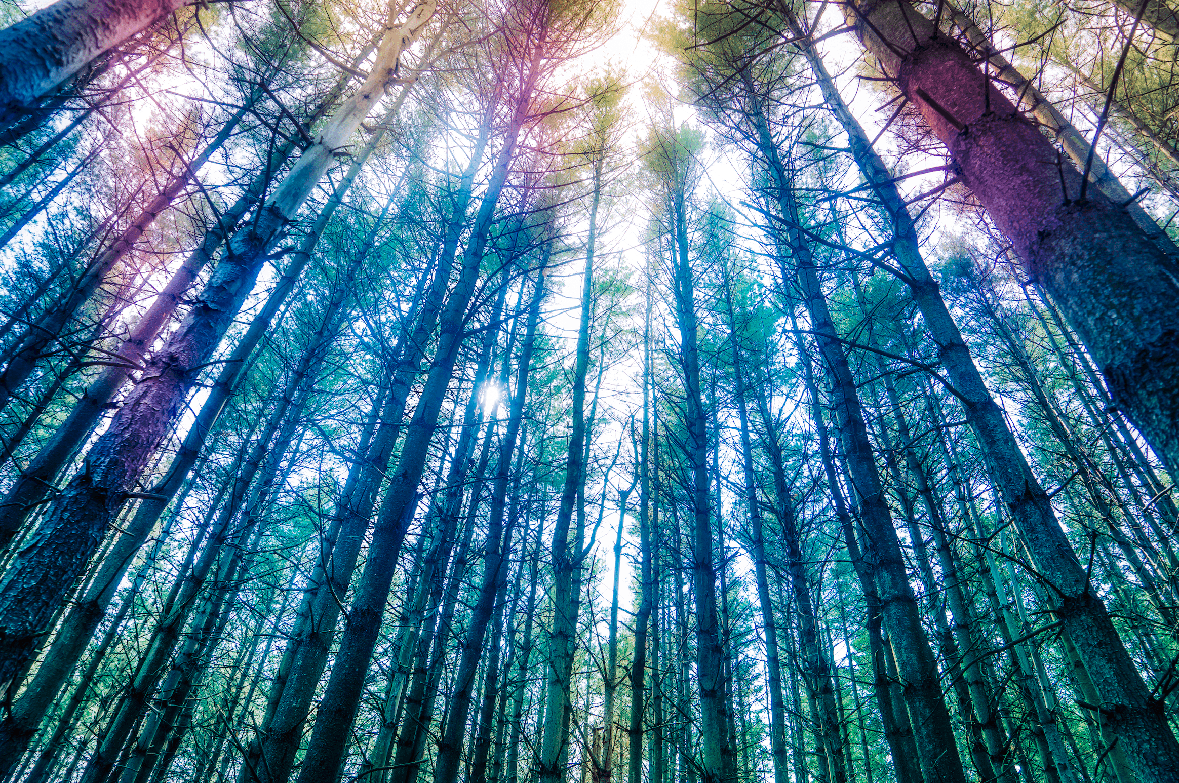 Creative Edit - Magic Forest