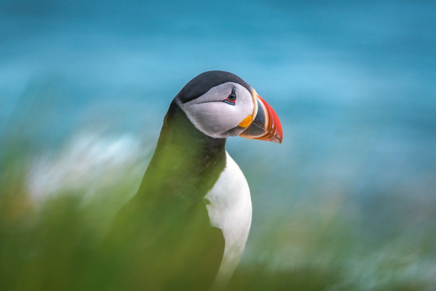 Presetpro | Nature Photography - The Painted Puffin