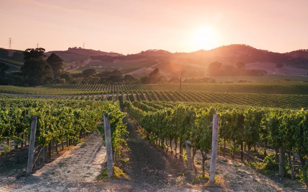 Landscape Photography | Napa Valley - Presetpro.com
