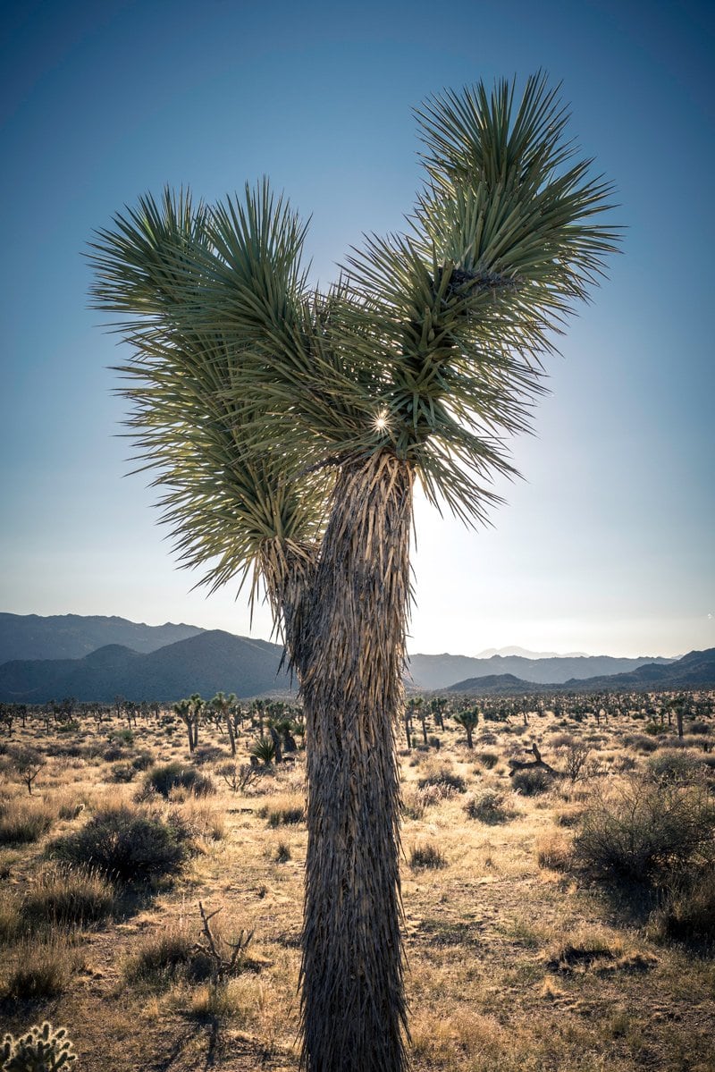 Landscape Photography | Yucca Palm - Presetpro.com