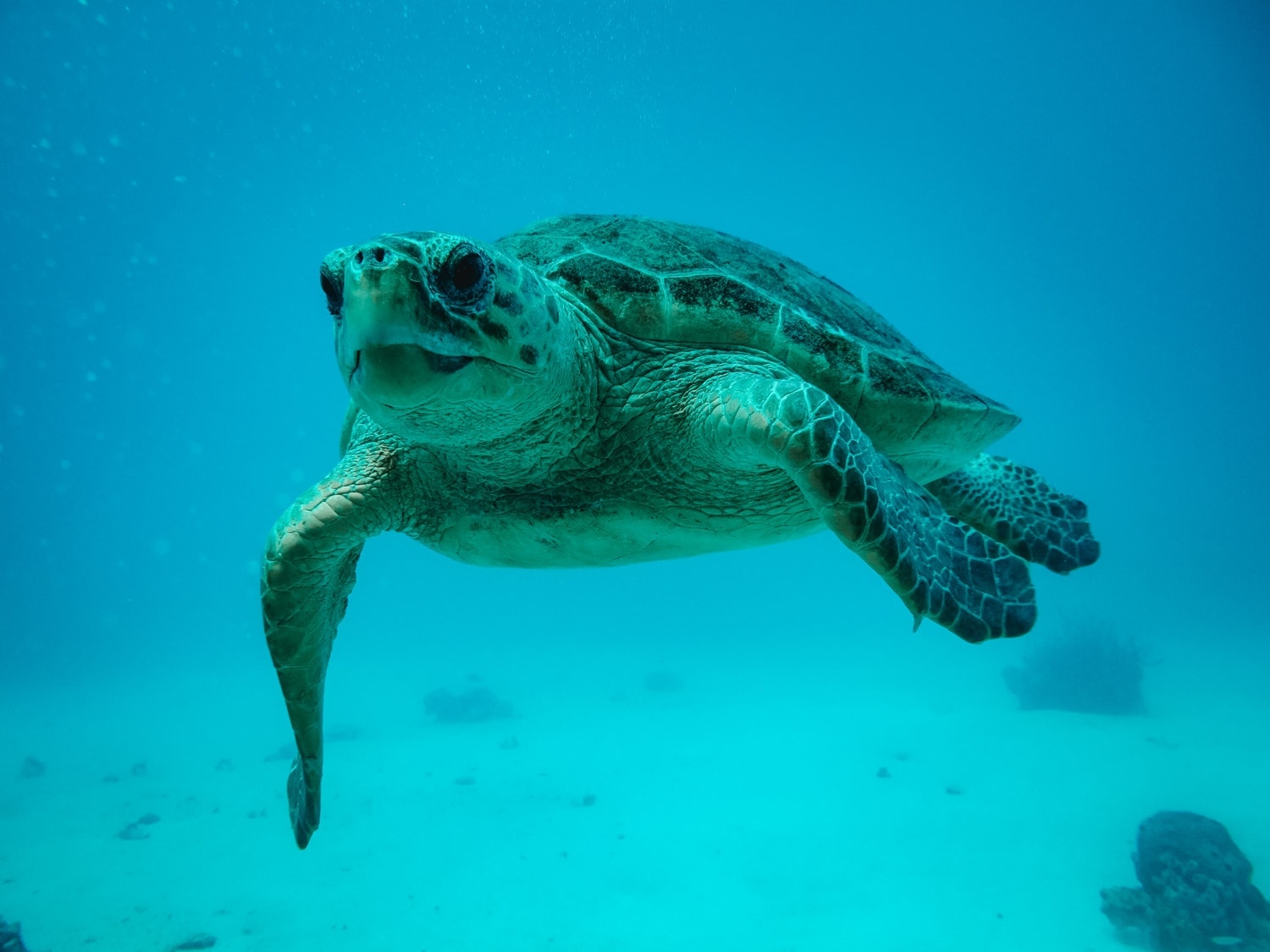 Sea Turtle in the Bahamas - Presetpro.com
