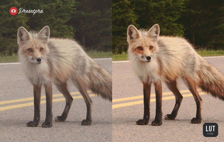 The Ultimate FREE Color Grading LUT Collection Presetpro.com